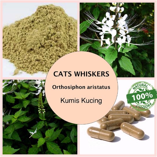POWDER Jungle Cat's Whisker Kidney Tea Java Tea Orthosiphon Aristatus ...