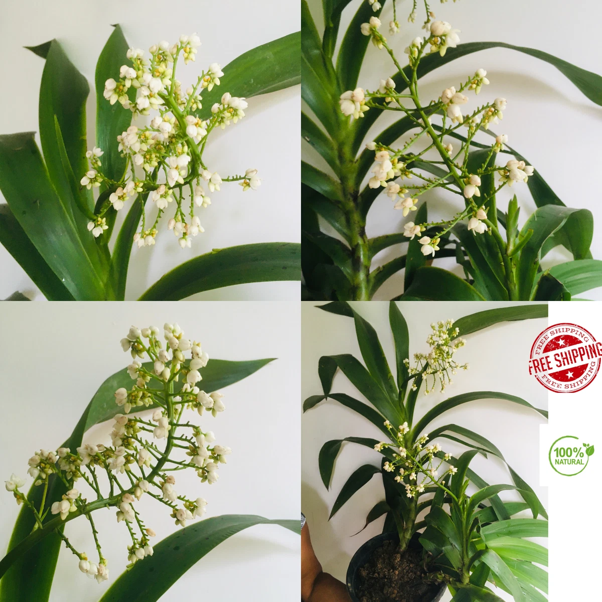 Flower Plants Suppliers In Sri Lanka | Best Flower Site