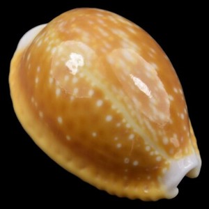 xavishells | eBay Stores