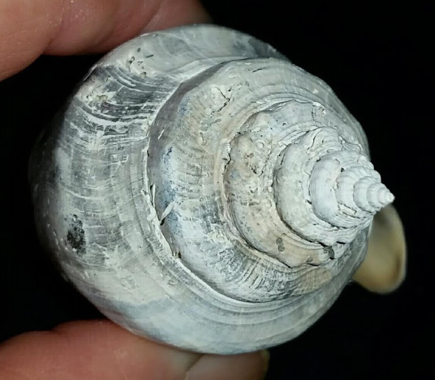 Fossil / Fossilized Strombidae - Strombus sea shell gastropod ...