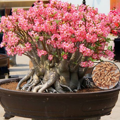 Giant Queen Adenium " Rachini Phan Dok " (Original) 30seeds, Pink Flowers