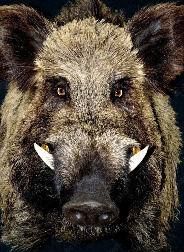 Wild Boar Tooth Tusk Hog Taxidermy Trophy Magik Charm Amulet Gothic ...