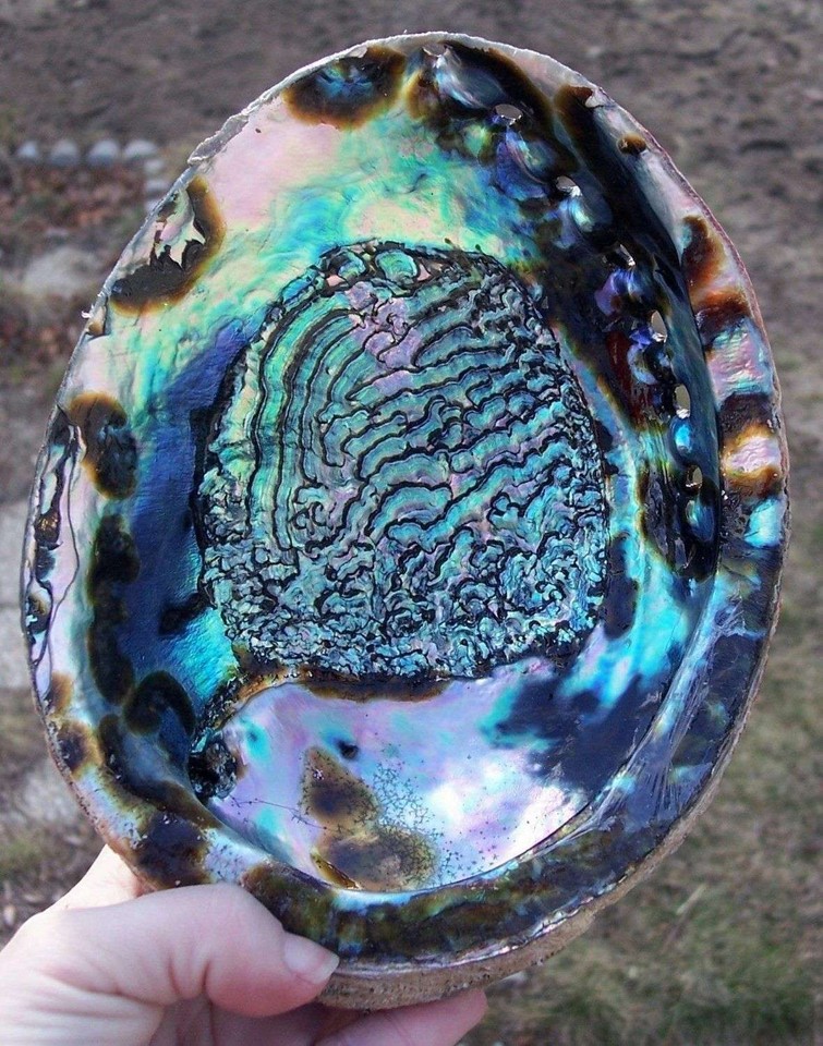 Abalone Shell Polished " Paua Rainbow LG Sea Green Blue Beach House ...
