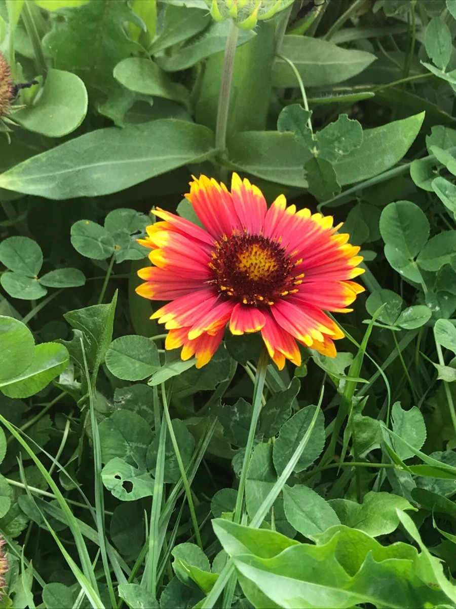 Firewheel Flower Seeds | Best Flower Site