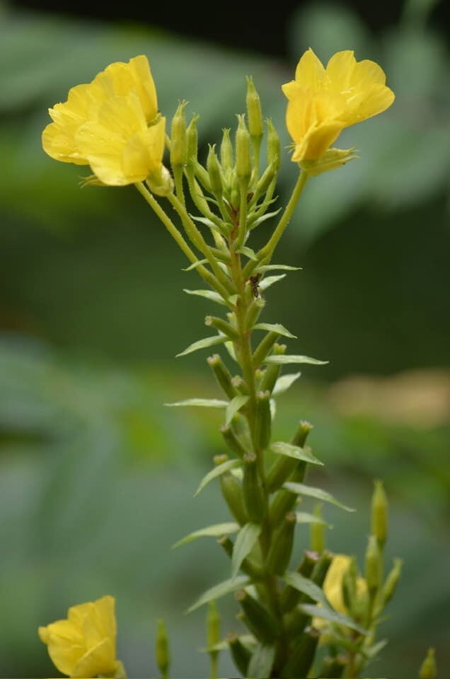 EVENING PRIMROSE (Oenothera biennis) - Ontario native wildflower - 1/8 ...