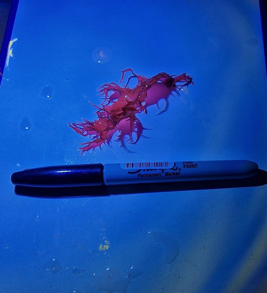 Marine macro algae, Halymenia durvillei (Dragons Breath) , EXTREMELY RARE | eBay UK