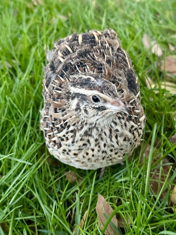 25 MIXED Jumbo Speckled & Caledon Coturnix Quail HATCHING Eggs | eBay