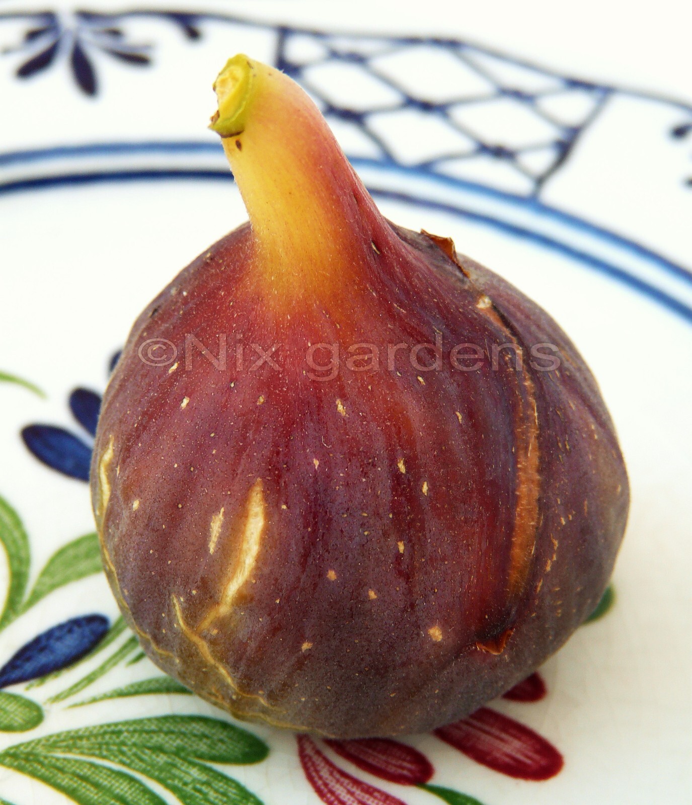 SEBASTIAN's FRENCH FIG - An Heirloom From France - 2x Cuttings | eBay