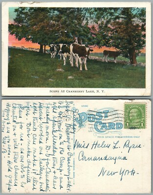 CRANBERRY LAKE N.Y. SCENE w/ COWS 1934 VINTAGE POSTCARD | eBay
