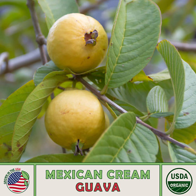 15 Organic Mexican Cream Guava Seeds, Heirloom, Non-GMO, Genuine USA | eBay