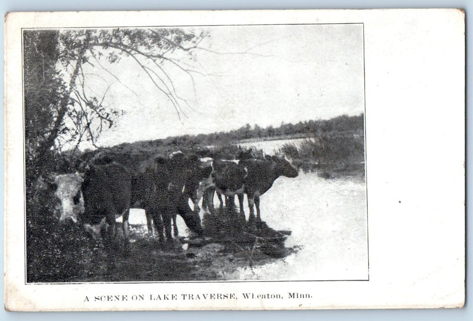 DPO Tintah MN Postcard A Scene On Lake Traverse Wheaton Minnesota 1909 ...