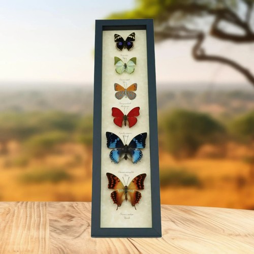 African Butterfly Collection Real Framed Butterflies Taxidermy Display ...