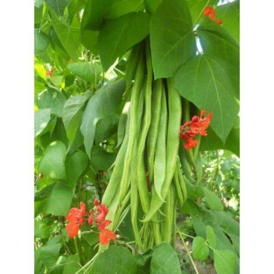 Runner Bean 'Firestorm' Pack King's Seeds | eBay