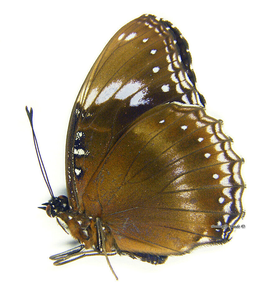 Unmounted Butterfly/Nymphalidae - Hypolimnas alimena lamina, male, Australia | eBay