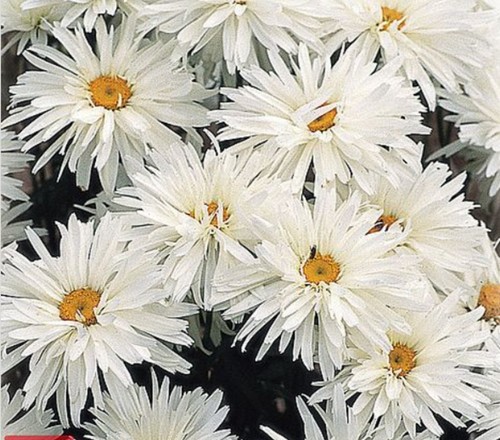24 Chrysanthemum Crazy Daisy Shasta Daisy Herbaceous Perennial Plug ...