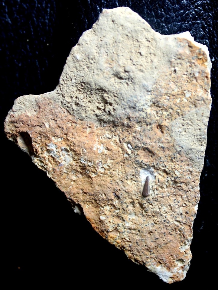 Triassic Lower Muschelkalk Nothosaurus reptile fossil tooth | eBay