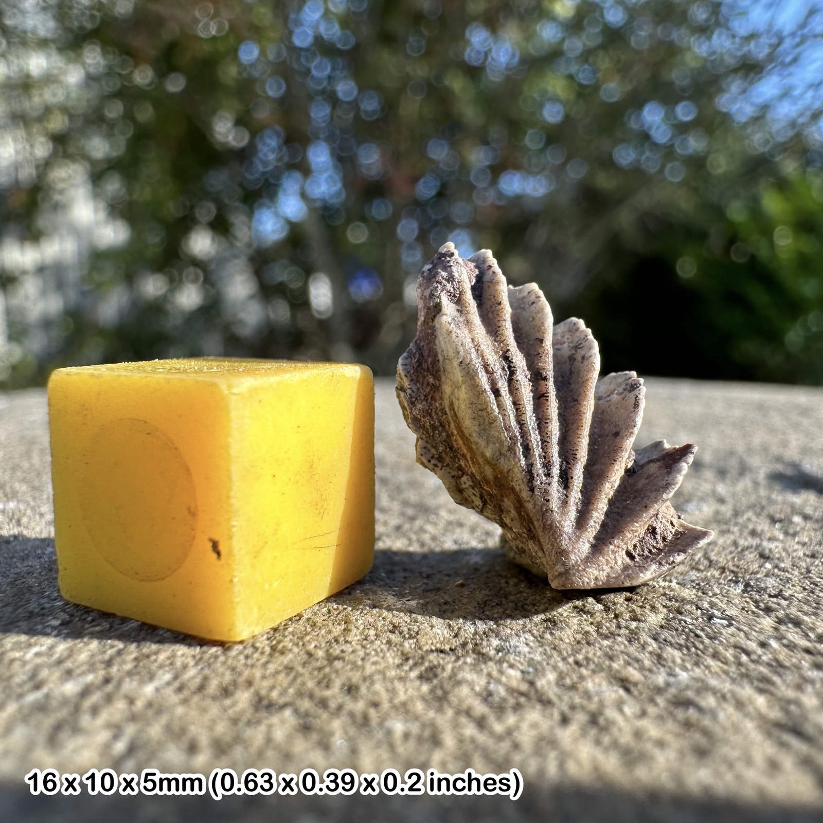 Lungfish Tooth Plate Fossil - Cretaceous, Elrhaz Formation, Niger ...