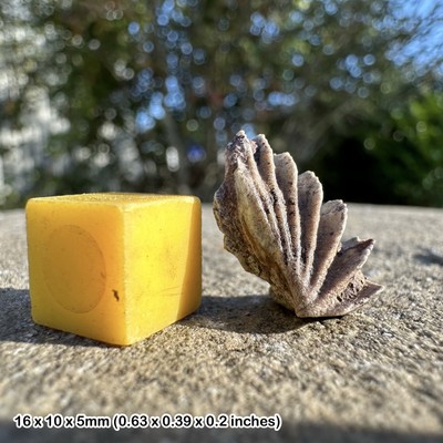 Lungfish Tooth Plate Fossil - Cretaceous, Elrhaz Formation, Niger ...