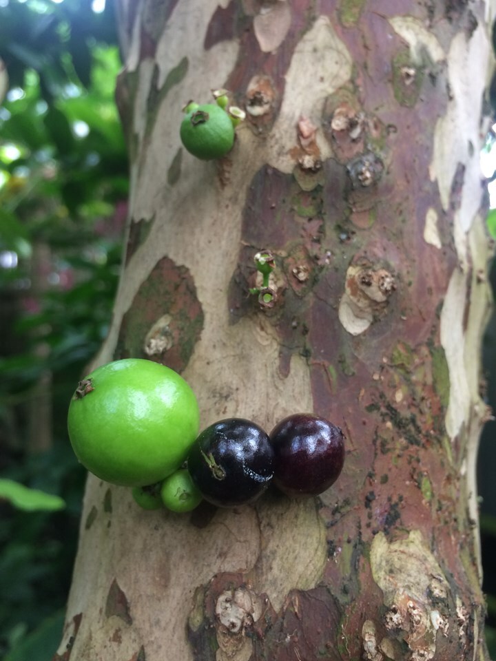 2ft LIVE Myrciaria Cauliflora Precoce - Dwarf Jaboticaba - Brazilian ...