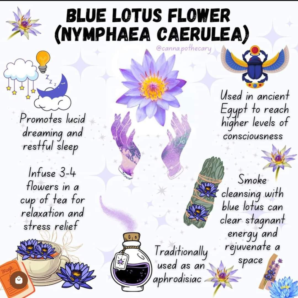 Dried Blue Lotus Nymphaea Caerulea Natural Flowers 100% Organic ...