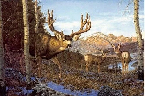 Mule Deer Paintings