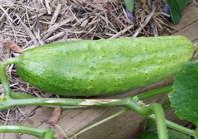 Cucumber Asian Giant - This Huge Cucumber Variety will Grow up to 1 KG ...