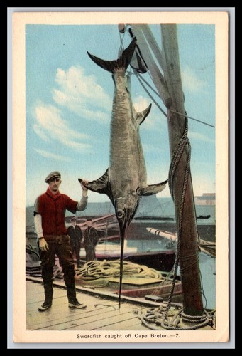 Post Card - Swordfish caught off Cape Breton | eBay