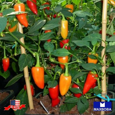 Pepper Fresh Seeds - Hot - Santa Fe Grande Non-GMO Heirloom Vegetable ...