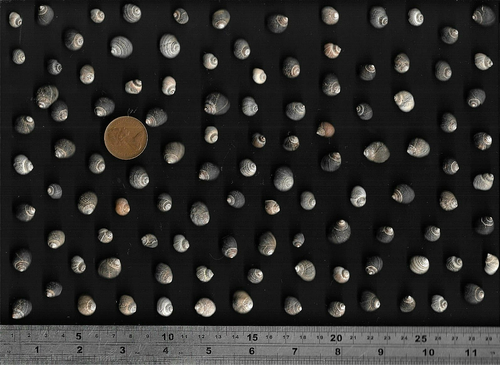 108 UK NORTH SEA worn Scottish COMMON PERIWINKLE sea shells 63g Ocean ...