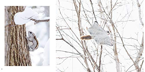 Russian flying squirrel Photo Japanese Book The cutest in the world | eBay