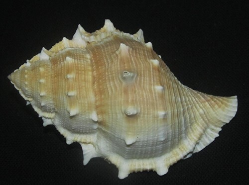 100 mm LARGE Bursa Rana Frog Seashell Racha Island , Phuket Thailand | eBay