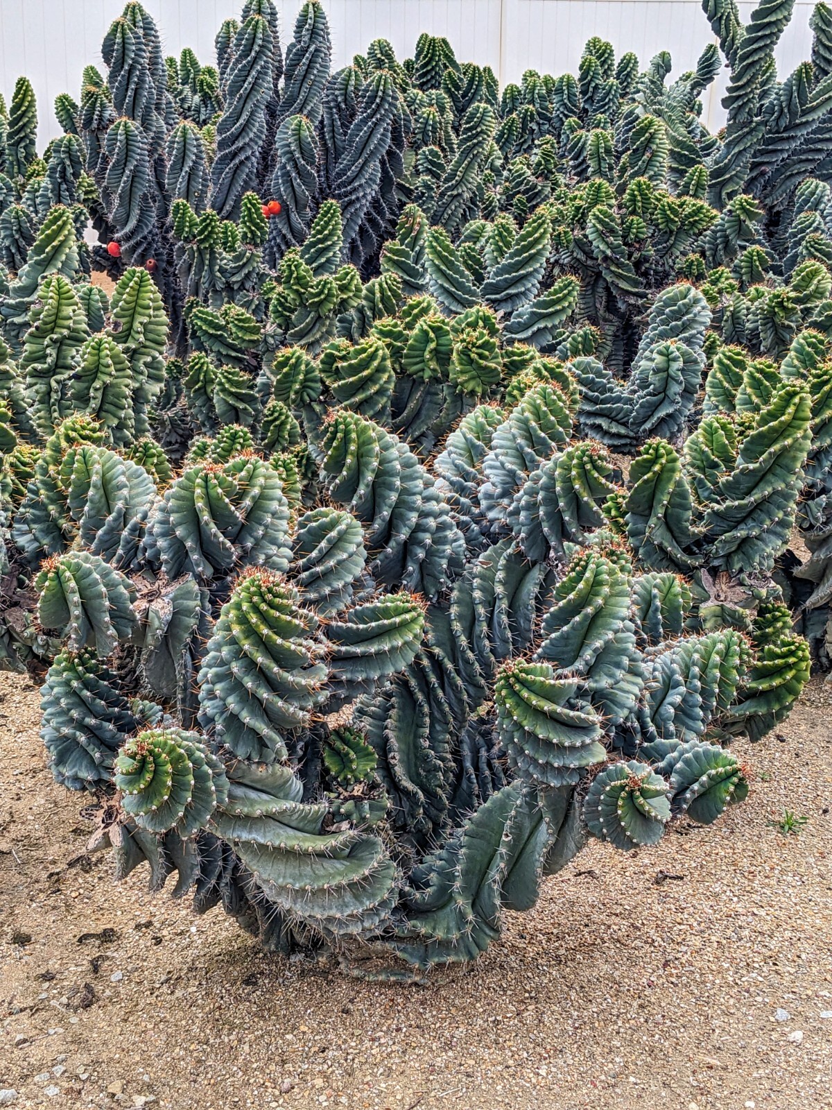 Spiral Cactus, Tornado Cactus, Cereus Forbesii Spiralis Twisted Cactus ...