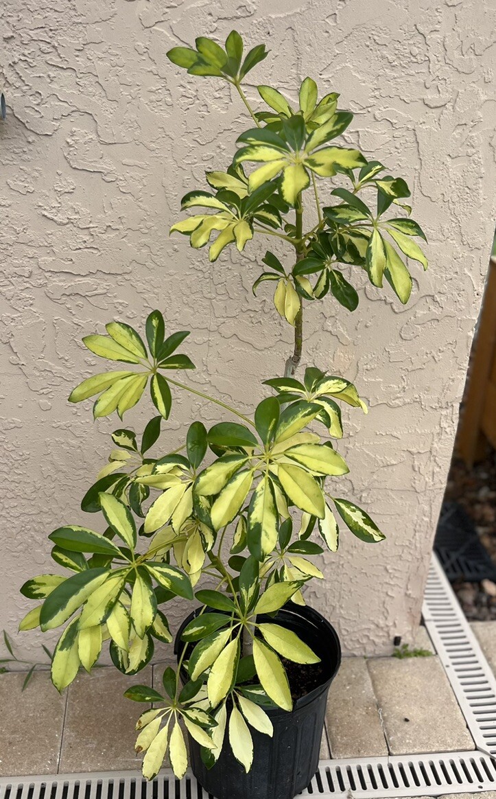 Hawaiian Schefflera Plant