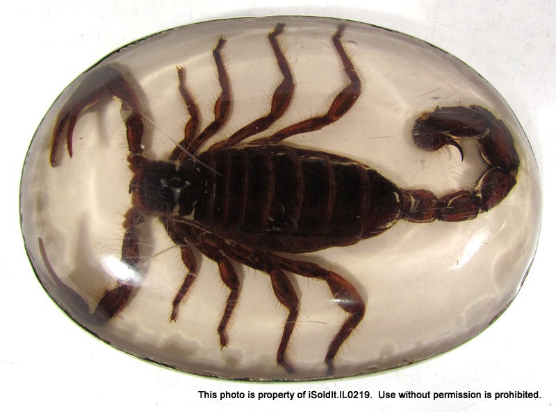 LARGE REAL TARANTULA ENCASED BELT BUCKLED 4" x 3" Rar… - Gem