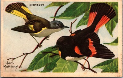 EQUITABLE LIFE INSURANCE CO Trade Card Red Start Birds JACK MURRAY A21 ...
