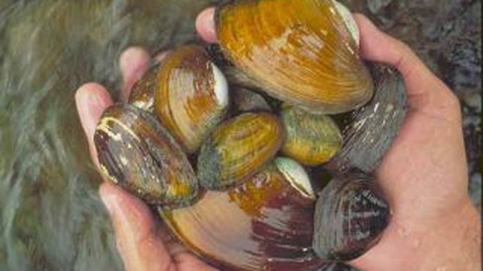 Live Freshwater Clams and Mussels bio filter Aquariums Ponds cleaner ...