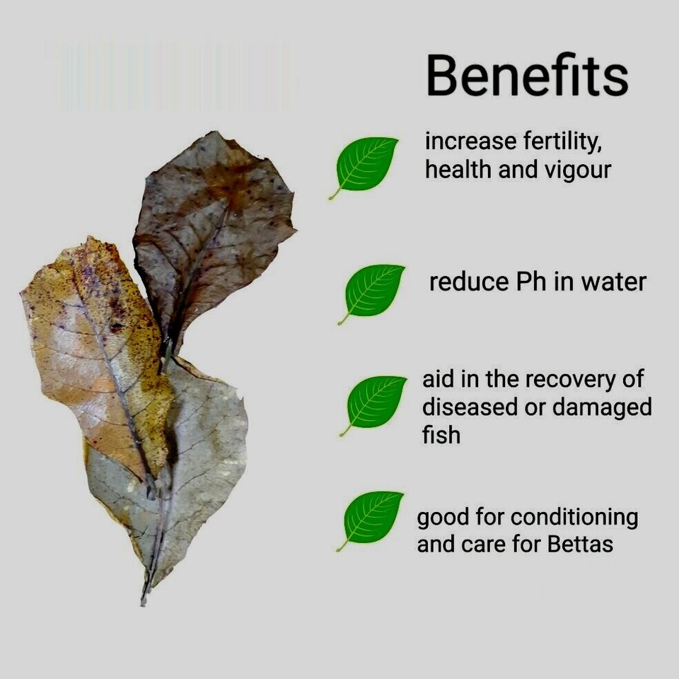 Leaves Catappa Dried Kottamba Ceylon Terminalia Natural Kottan Almond ...