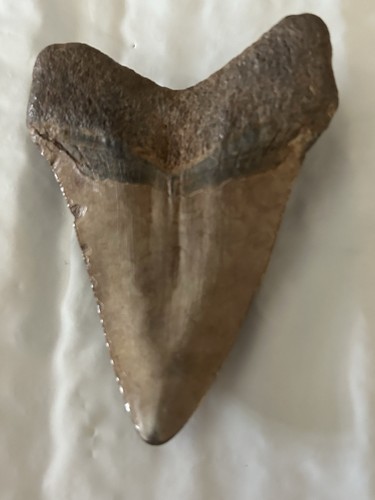 3 INCH REAL MEGALODON SHARK TOOTH BIG FOSSIL GIANT GENUINE RELIC TEETH ...