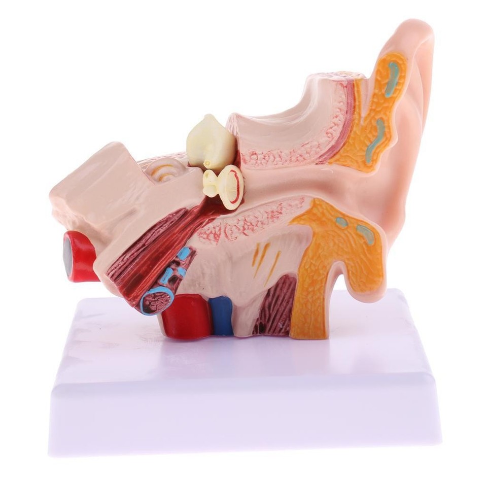 Expanded Human Ear Model 1.5X Expanded Learning | eBay UK