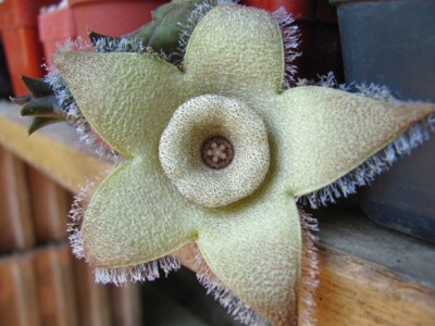 ORBEA CILIATA Rare Succulent Liveplant huernia stapelia cactus | eBay