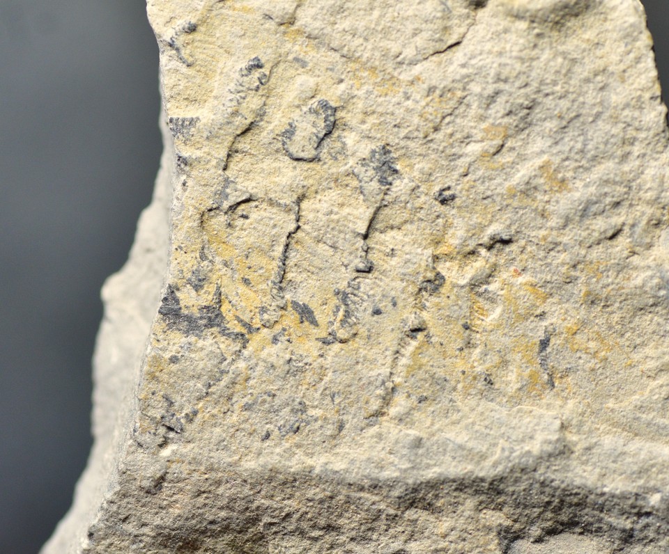 ULTRA RARE Radiodont Body Fossil, Wheeler Fm, House Range, Utah, USA | eBay