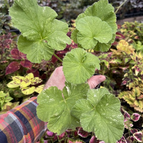 PELARGONIUM ‘SNOWFLAKE’! VARIEGATED LEMON ROSE SCENTED GERANIUM! | eBay