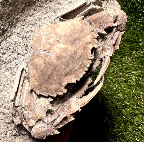 Rare Complete Spiny Charybdis (Fossilized Crab) - Indonesia | eBay