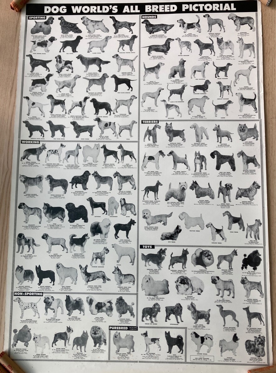 Guide To Purebred Dogs Poster