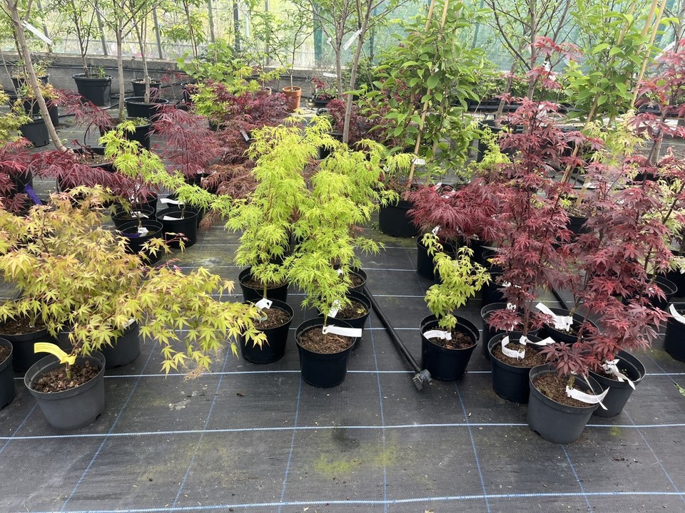 Japanese Maple Acer palmatum 'Aoyagi' | Green Coral Maple | 20/40cm (3L ...