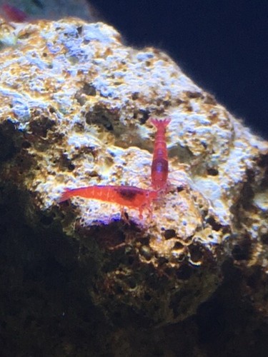 8 Hawaiian Red Shrimp Opae Ula Halocaridina Rubra Volcano Shrimp + Food ...