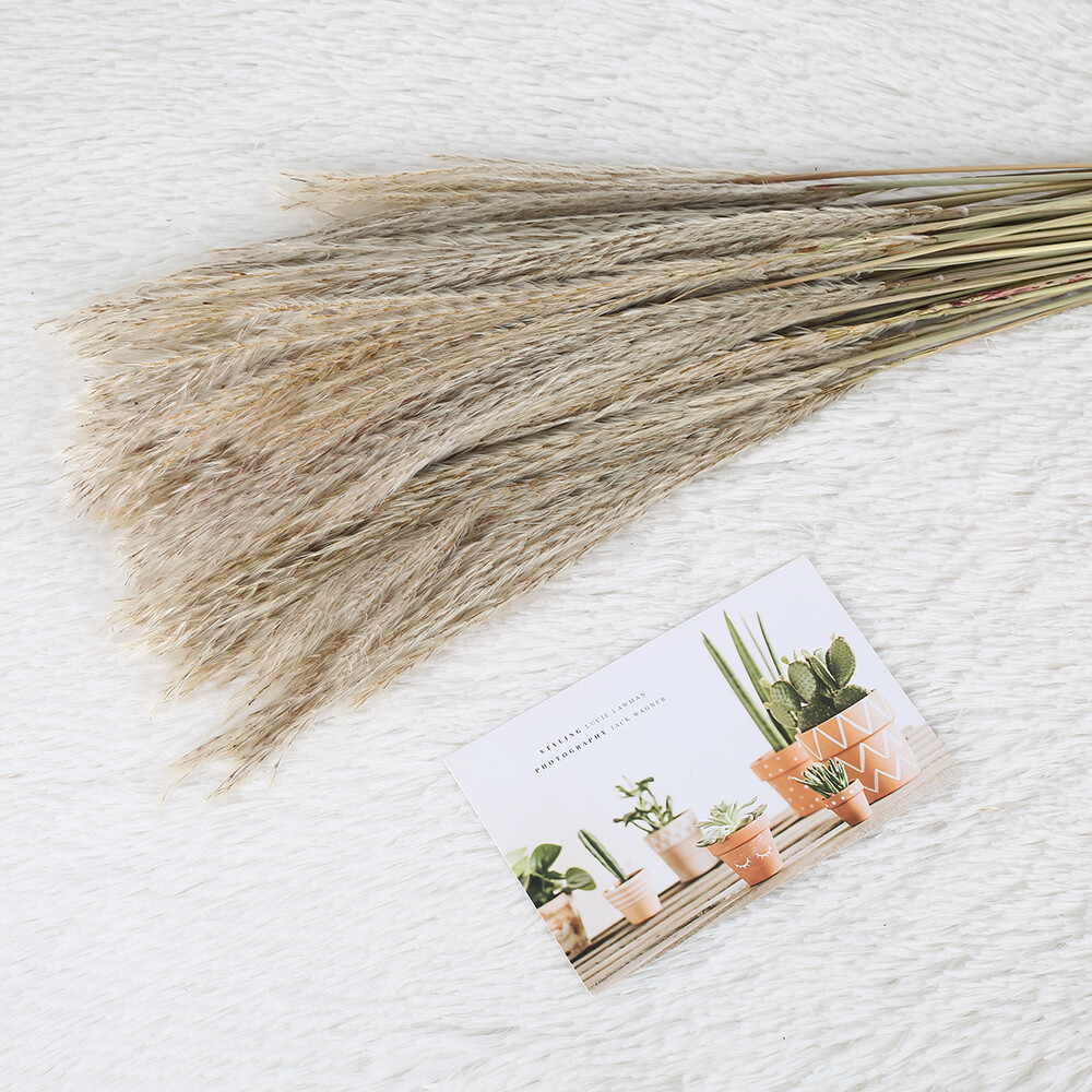 50PCS Natural Dried Reed Flowers Bunch Wedding Bouquet Home Decor 50cm ...