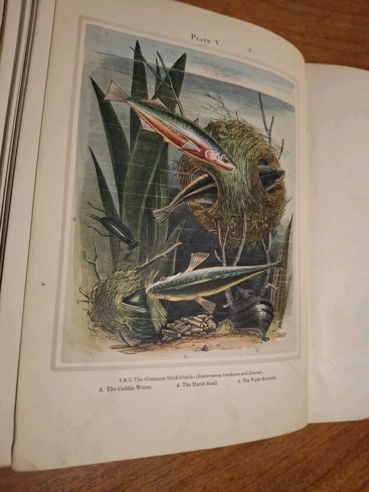 Vintage Old Antique Aquarium 1857 Ocean & River Gardens 20 Hand Colored ...