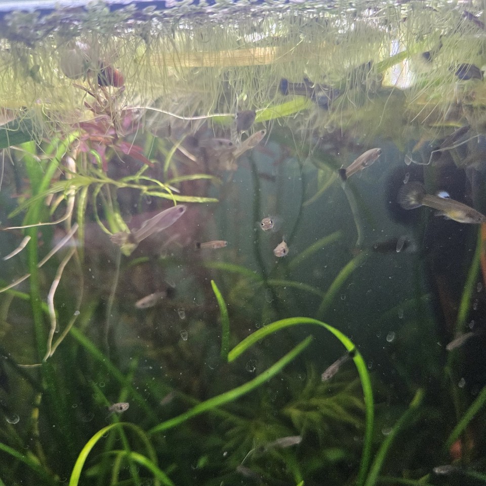 25 Pack LIVE Fancy Guppy Fry- Blue/Red/Purple Mosaic-USA tank Bred | eBay