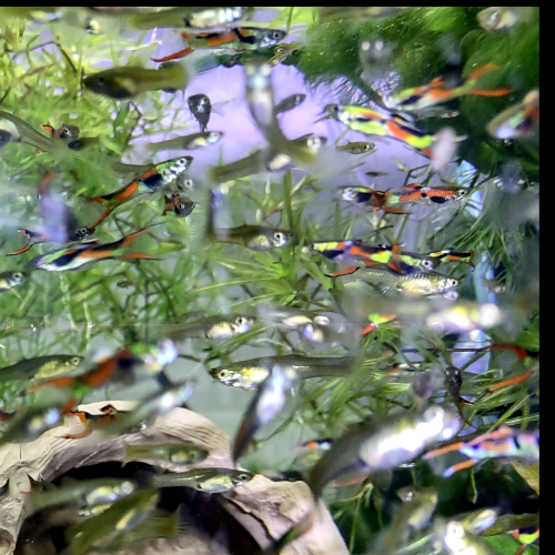Mixed Endler's - 6 PAIRs ( 5 + 1 Free Pair & 3+ Free Fry) (15 + fish ...